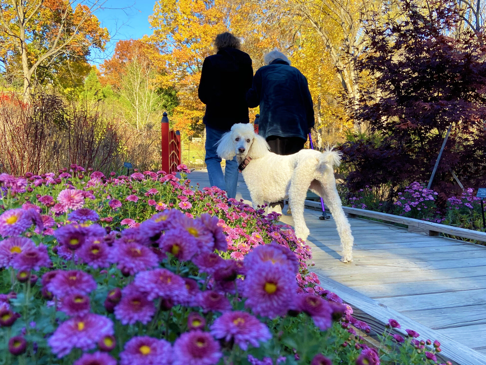 China Trail Garden at the Acton Arboretum - INT Design