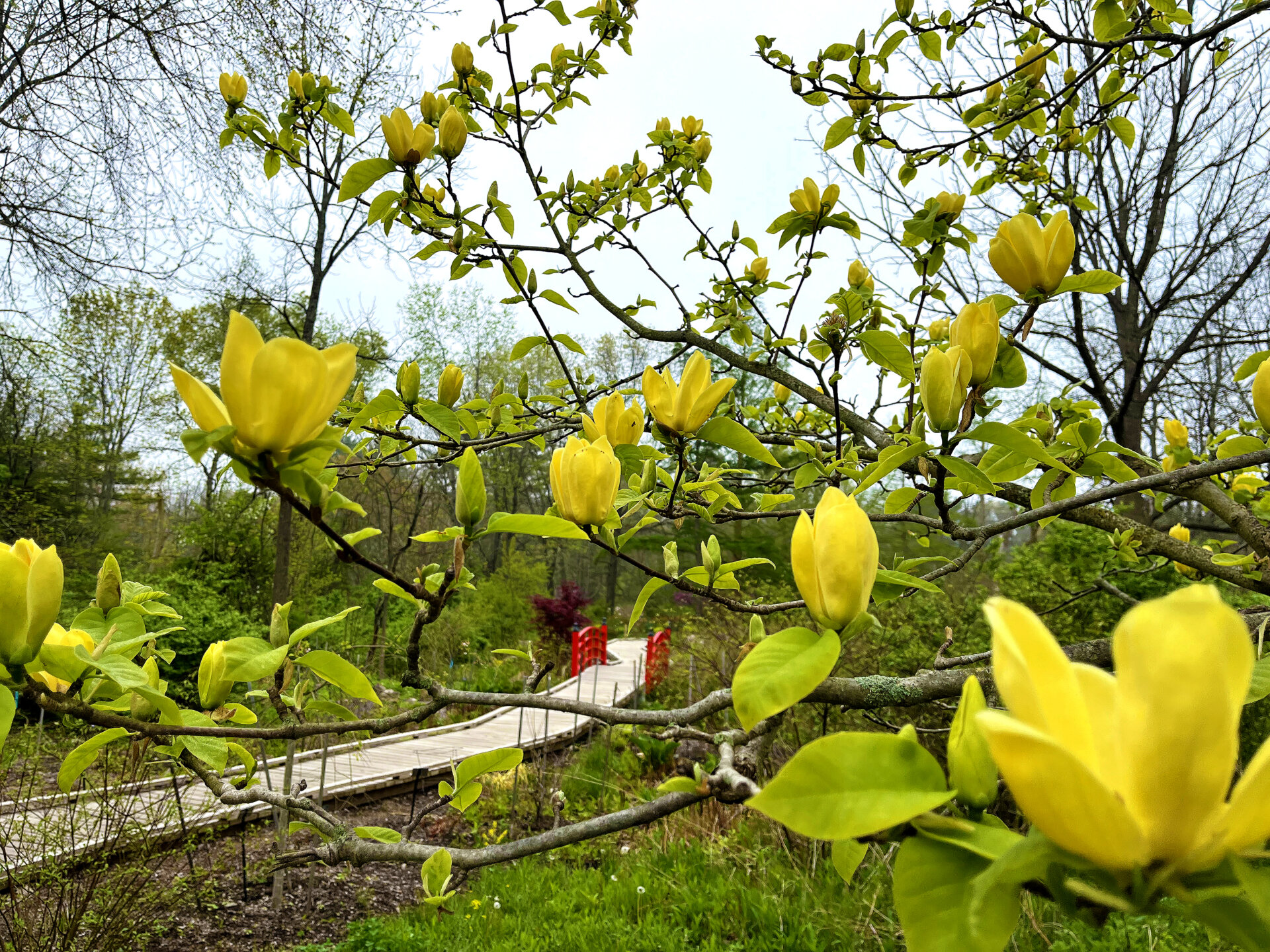 China Trail Garden at the Acton Arboretum - INT Design