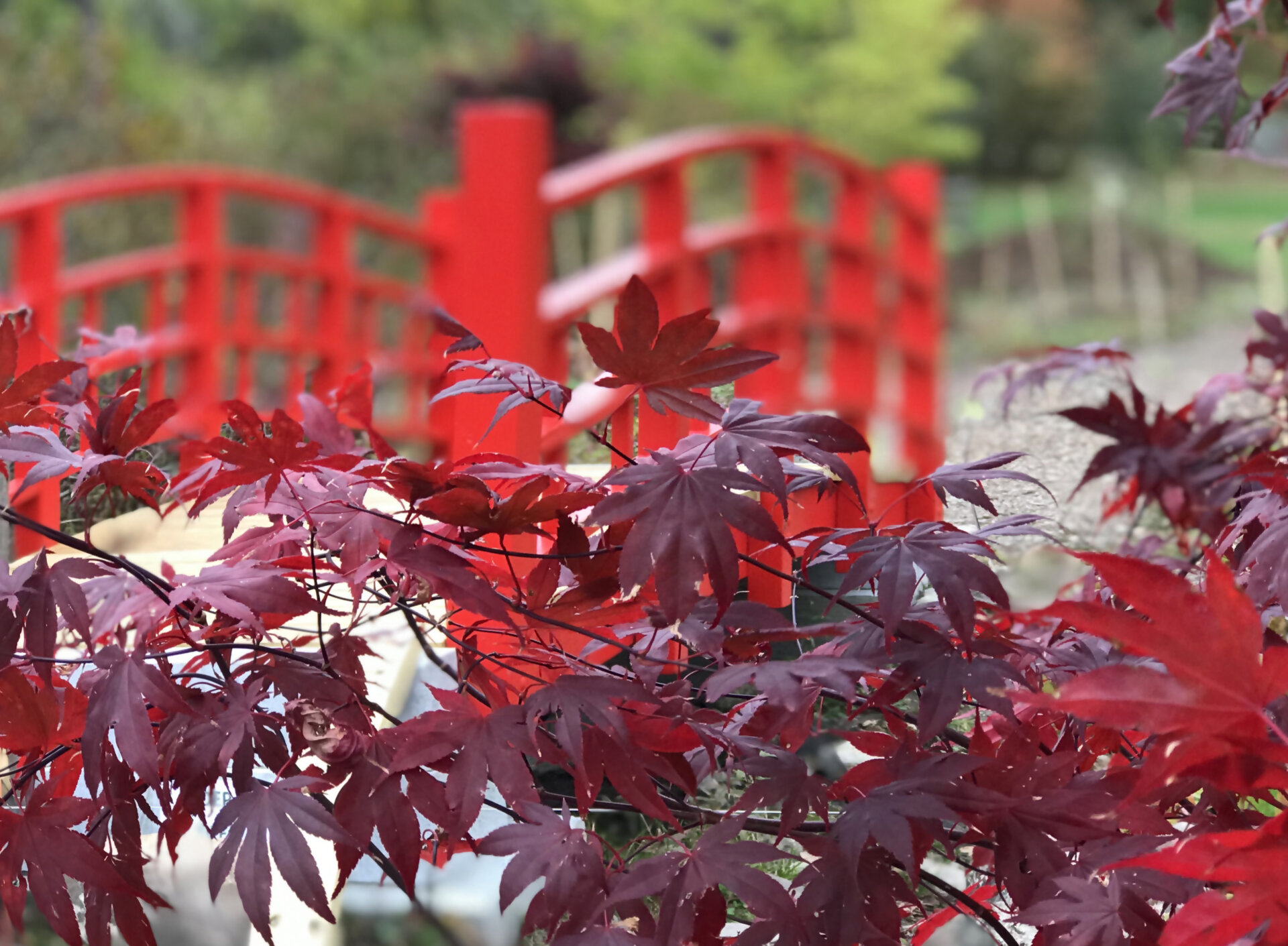 China Trail Garden at the Acton Arboretum - INT Design